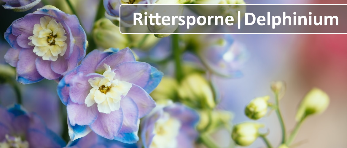 Rittersporne (Delphinium) | Lichtnelke Pflanzenversand