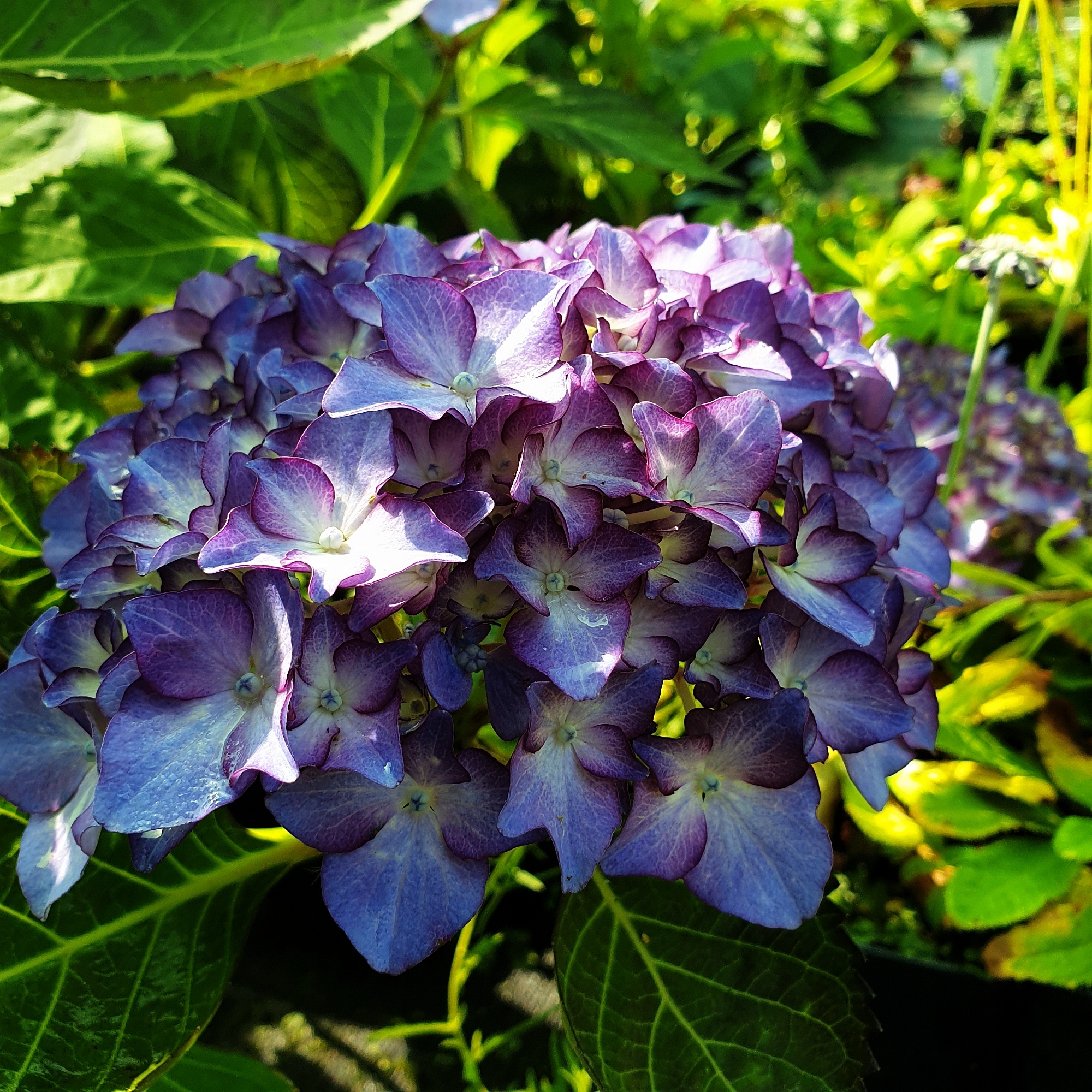 Zweifarbige Ball-Hortensie (Hydrangea macrophylla) Adula® Lila ...
