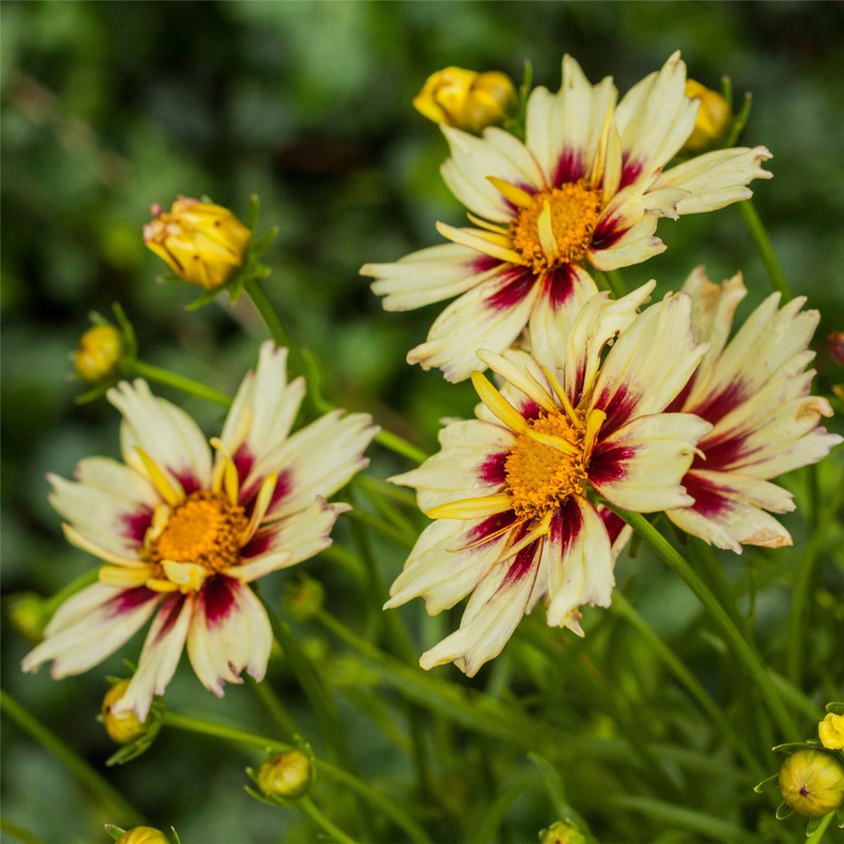 Mädchenauge (Coreopsis) LIL'L BANG Starlight® | Lichtnelke Pflanzenversand