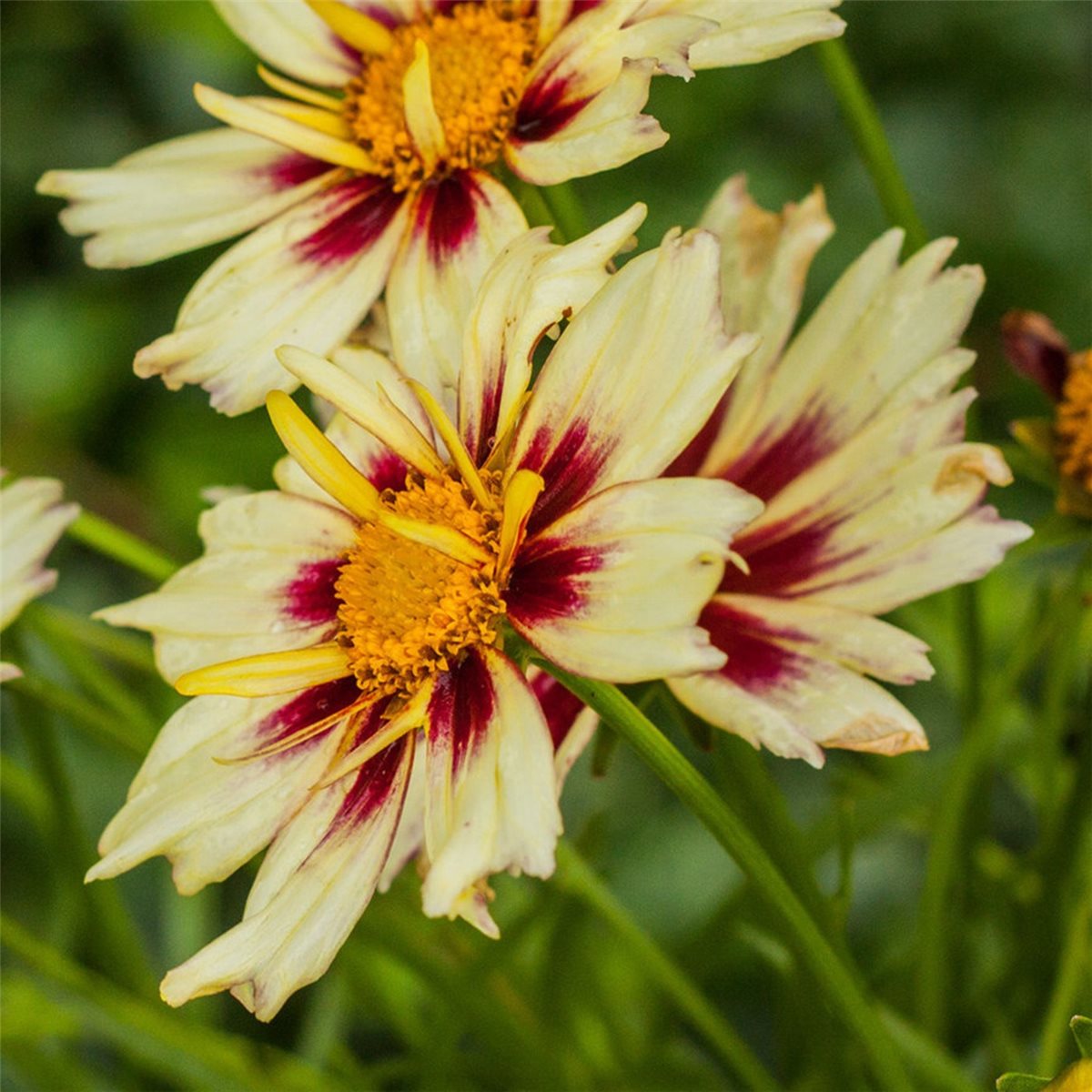 Mädchenauge (Coreopsis) LIL'L BANG Starlight® | Lichtnelke Pflanzenversand