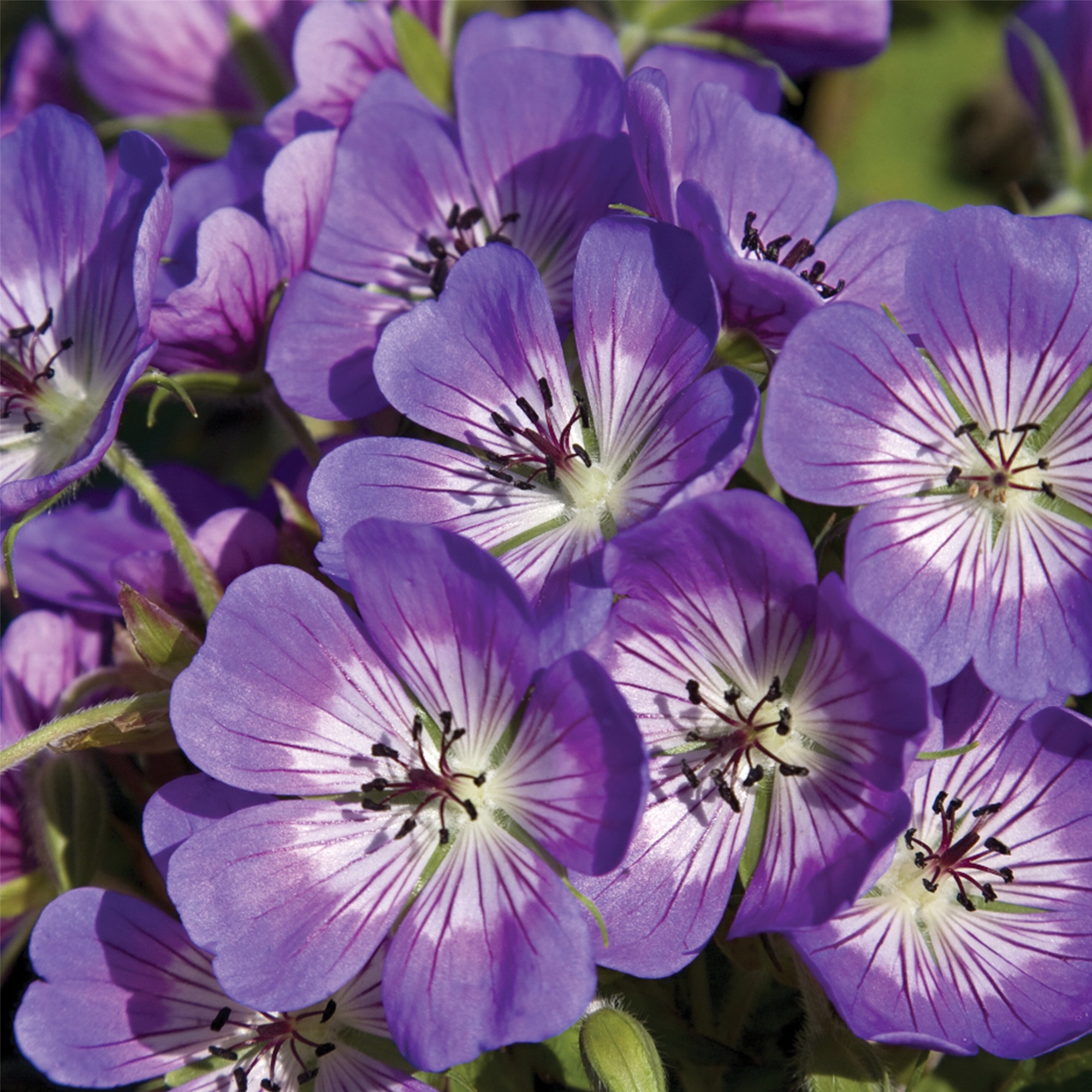 Storchschnabel (Geranium wallichianum) Sweet Heidy | Lichtnelke ...