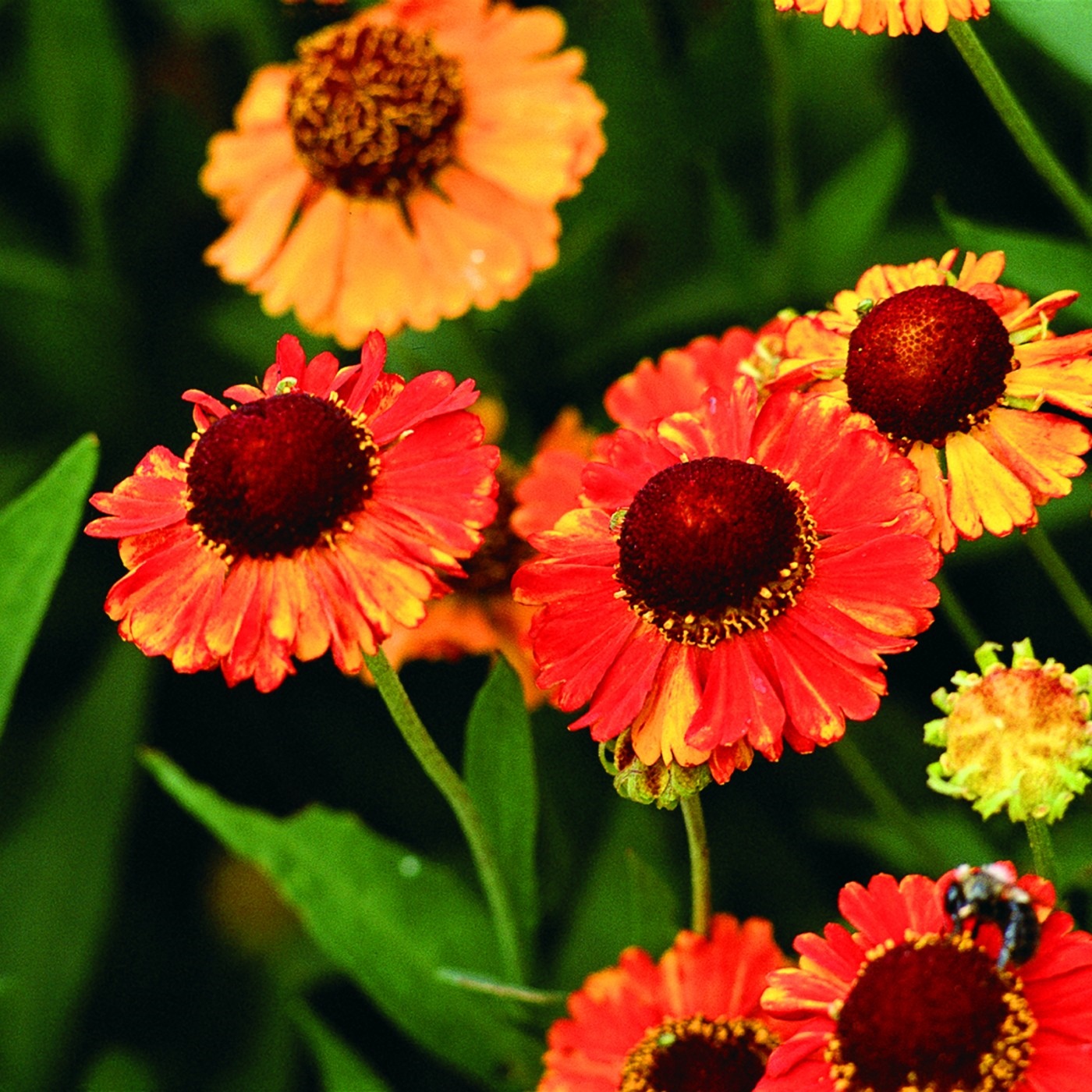 Sonnenbraut (Helenium) Mardi Grass | Lichtnelke Pflanzenversand
