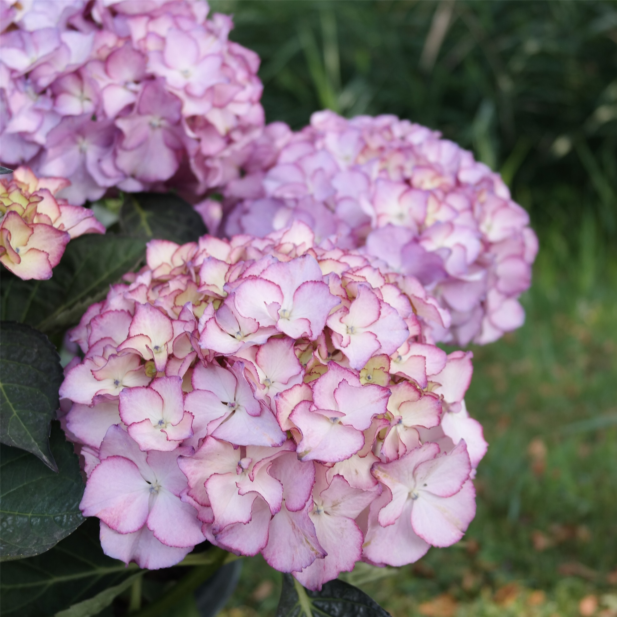 Zweifarbige Ball-Hortensie (Hydrangea macrophylla) Adula® Lila ...