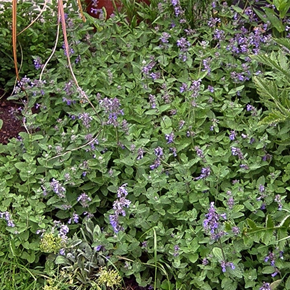 Katzenminze (Nepeta x faassenii) blau | Lichtnelke Pflanzenversand