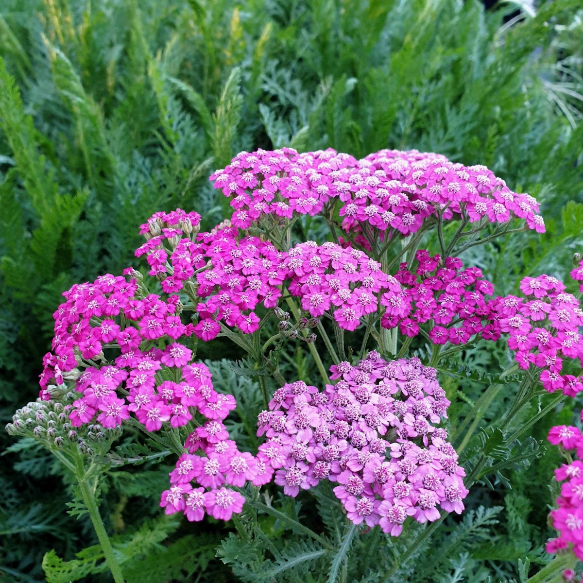Schafgarbe (Achillea ) Tutti Frutti PINK GRAPEFRUIT | Lichtnelke ...