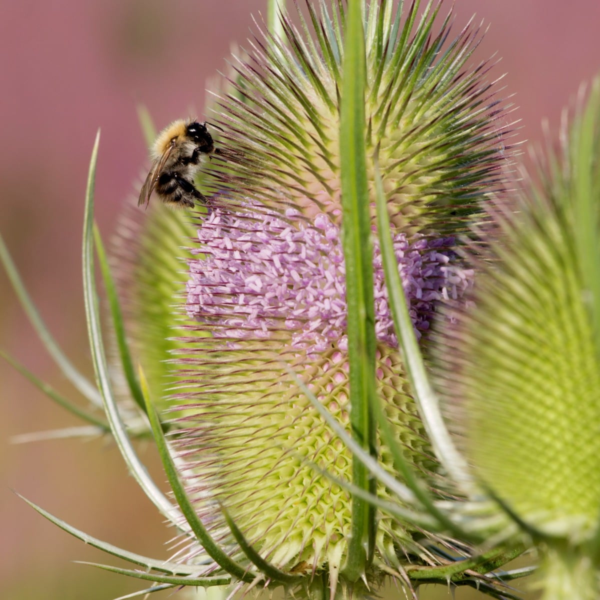 Wilde Karde (Dipsacus sylvestris) | Lichtnelke Pflanzenversand