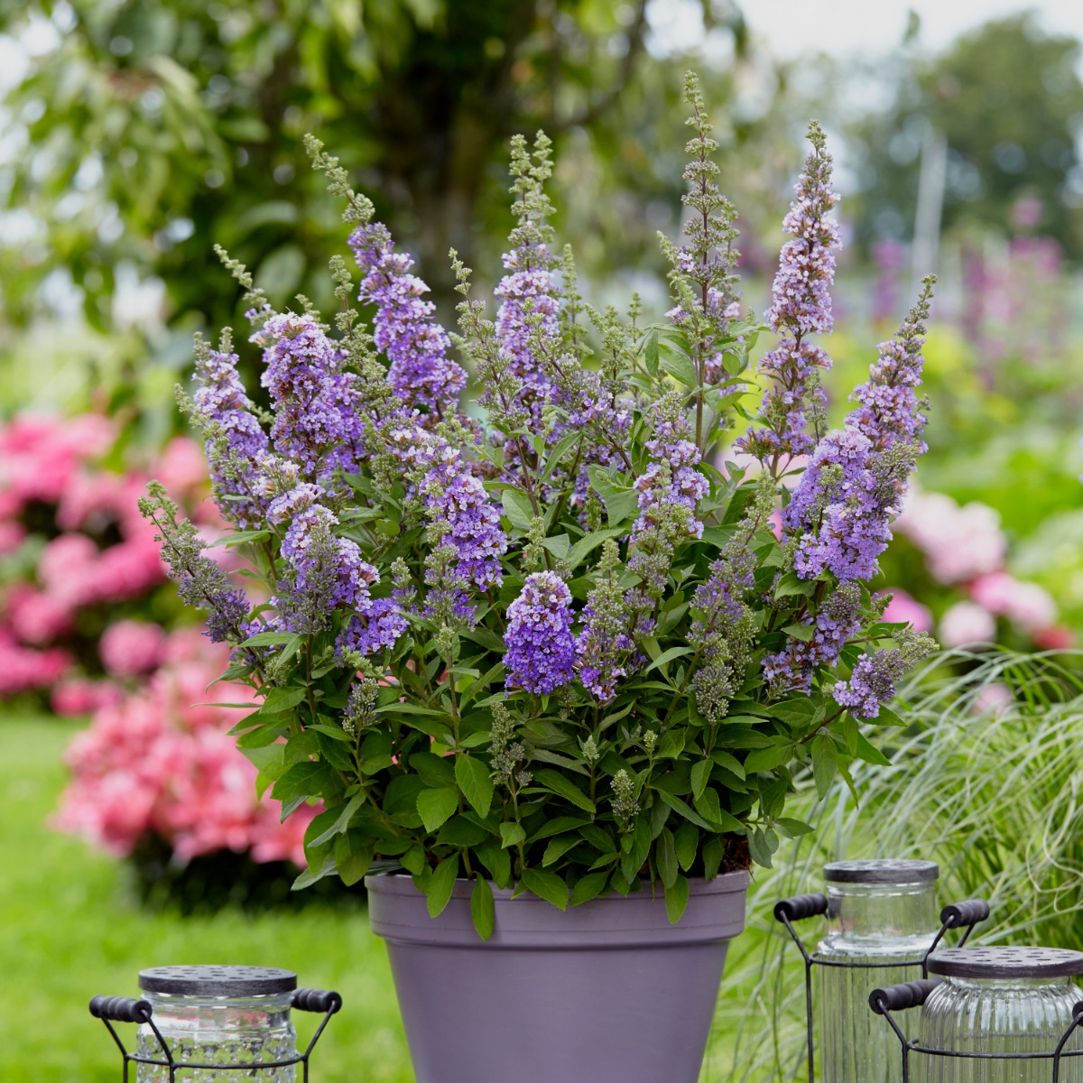 Zwerg-Schmetterlingsflieder (Buddleja davidii) High Five Purple ...