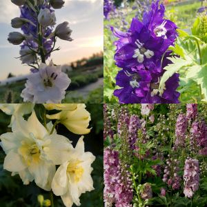 Rittersporn (Delphinium elatum ) Highlander Flamenco | Lichtnelke Pflanzenversand