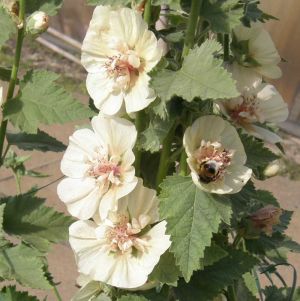 Rittersporn (Delphinium Magic Fountains) Sky Blue White Bee | Lichtnelke Pflanzenversand