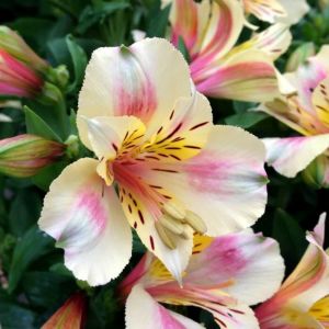 Inkalilie (Alstroemeria) COLORITA Mulan® | Lichtnelke Pflanzenversand
