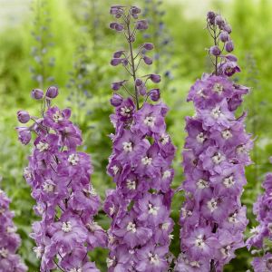 Rittersporn (Delphinium elatum ) Highlander Flamenco | Lichtnelke Pflanzenversand