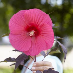 Riesen-Hibiskus (Hibiscus moscheutos) SUMMERIFIC Midnight Marvel® | Lichtnelke Pflanzenversand