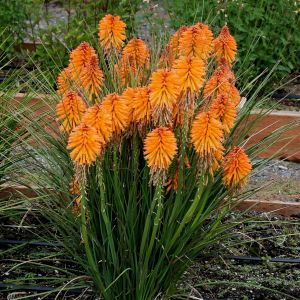 Fackellilie (Kniphofia) PYROMANIA Backdraft | Lichtnelke Pflanzenversand
