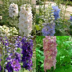 Rittersporn (Delphinium elatum ) Highlander Flamenco | Lichtnelke Pflanzenversand