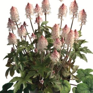 Purpurglöckchen (Heuchera) Jade Gloss | Lichtnelke Pflanzenversand