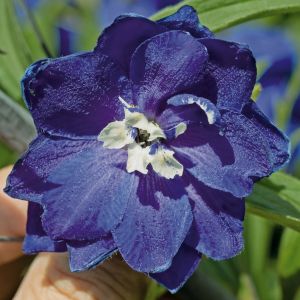 Rittersporn (Delphinium Pacific Giants ) ASTOLAT | Lichtnelke Pflanzenversand