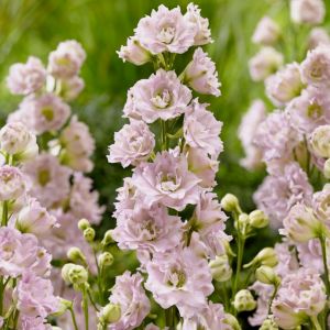 Rittersporn (Delphinium elatum ) Highlander Flamenco | Lichtnelke Pflanzenversand