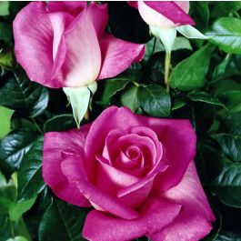 Rose Lady Like | Lichtnelke Pflanzenversand