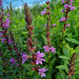 Lythrum Happy Lights | Lichtnelke Pflanzenversand