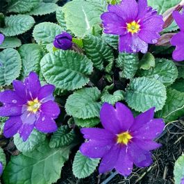 Primula Blue Horizon | Lichtnelke Pflanzenversand