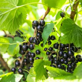 Schwarze Johannisbeeren PEARLS Patio Black Johannisbeere | Lichtnelke ...