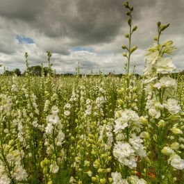 Rittersporn Celebration | Lichtnelke Pflanzenversand