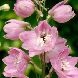 Hoher Rittersporn ASTOLAT - Delphinium cultorum | Lichtnelke Pflanzenversand