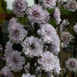 Rittersporn Cha Cha | Lichtnelke Pflanzenversand