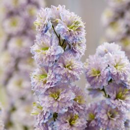 Rittersporn (Delphinium elatum) HIGHLANDER Rainbow Sensation - Rittersporne | Lichtnelke ...