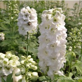 Rittersporn Pure White | Lichtnelke Pflanzenversand