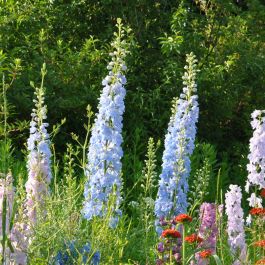 Rittersporn BALLKLEID | Lichtnelke Pflanzenversand