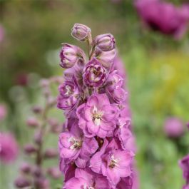 Rittersporn (Delphinium elatum) DELGENIUS Chantay | Lichtnelke Pflanzenversand
