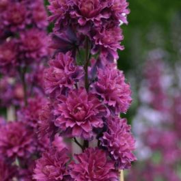 Rittersporn (Delphinium elatum ) Highlander Flamenco | Lichtnelke Pflanzenversand