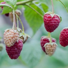 Aroma-Himbeere (Rubus idaeus) SUMMER LOVERS Garden Purple | Lichtnelke ...
