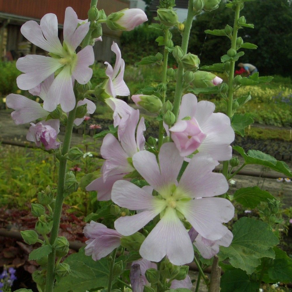 Balkanstockrose (Alcea pallida ) | Lichtnelke Pflanzenversand
