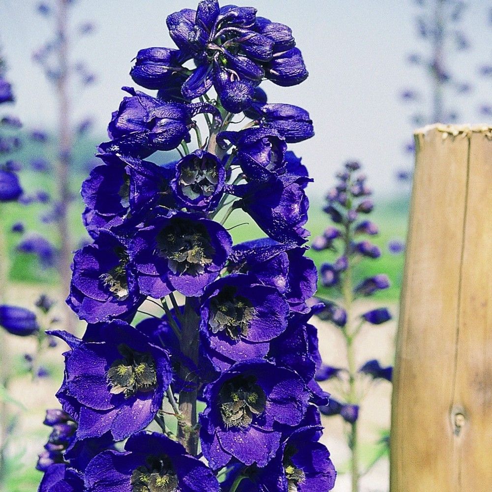 Rittersporn (Delphinium Pacific Giants ) BLACK KNIGHT | Lichtnelke Pflanzenversand
