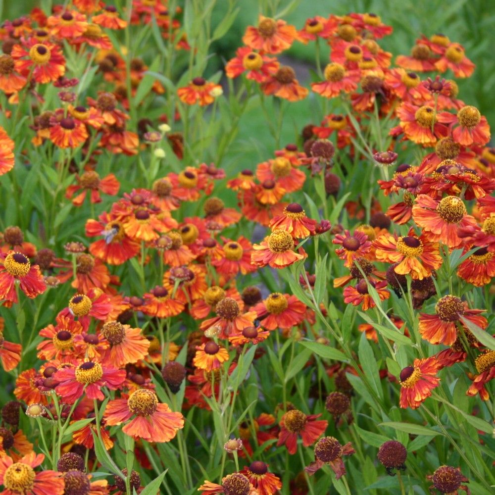 Sonnenbraut (Helenium ) FLAMMENDES KÄTCHEN | Lichtnelke Pflanzenversand