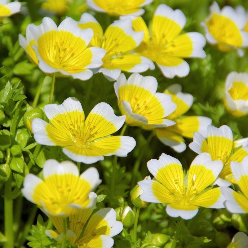 Spiegelei-Blume (Limnanthes douglasii) | Lichtnelke Pflanzenversand