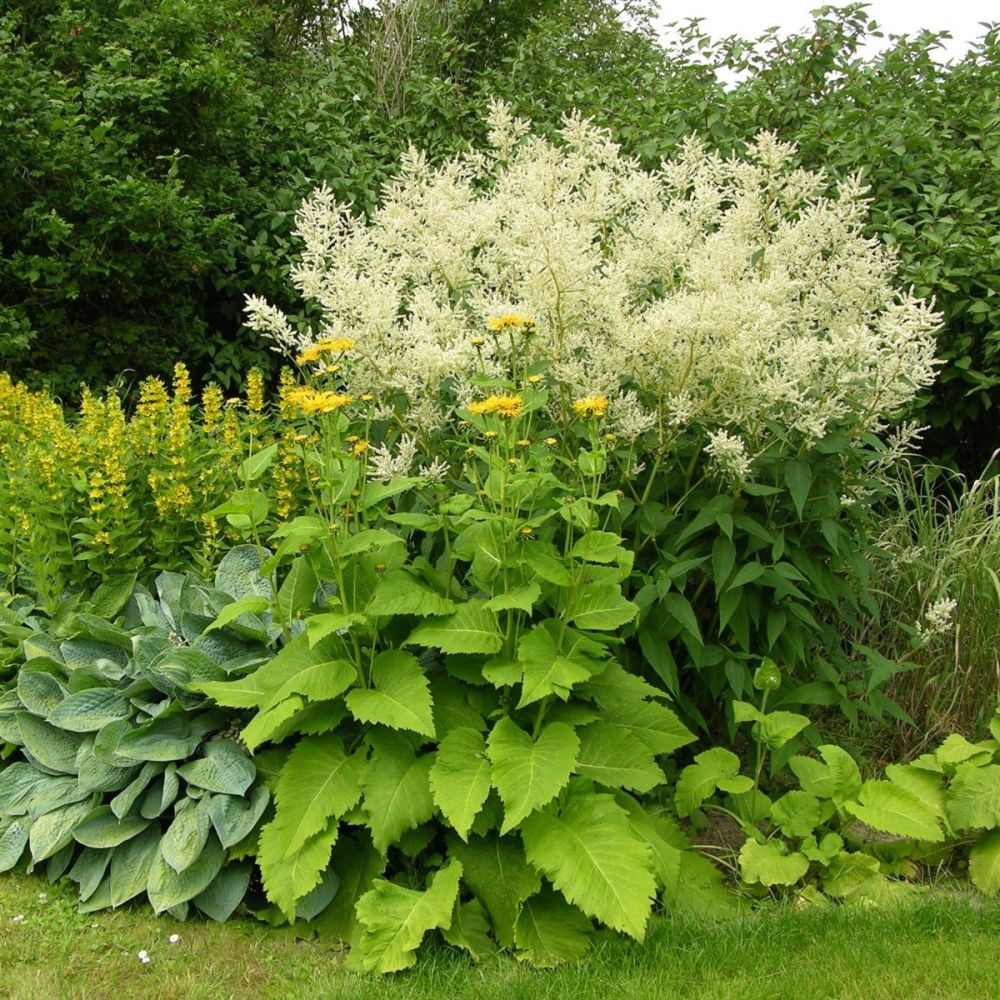 Buschknöterich (Persicaria polymorpha / Polygonum polymorphum ...