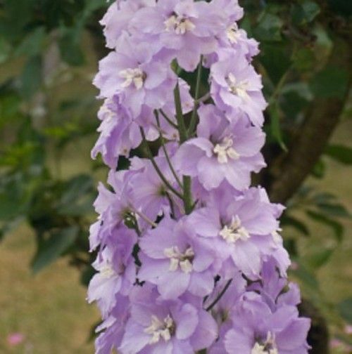 Rittersporn (Delphinium Pacific Giants ) ASTOLAT | Lichtnelke Pflanzenversand