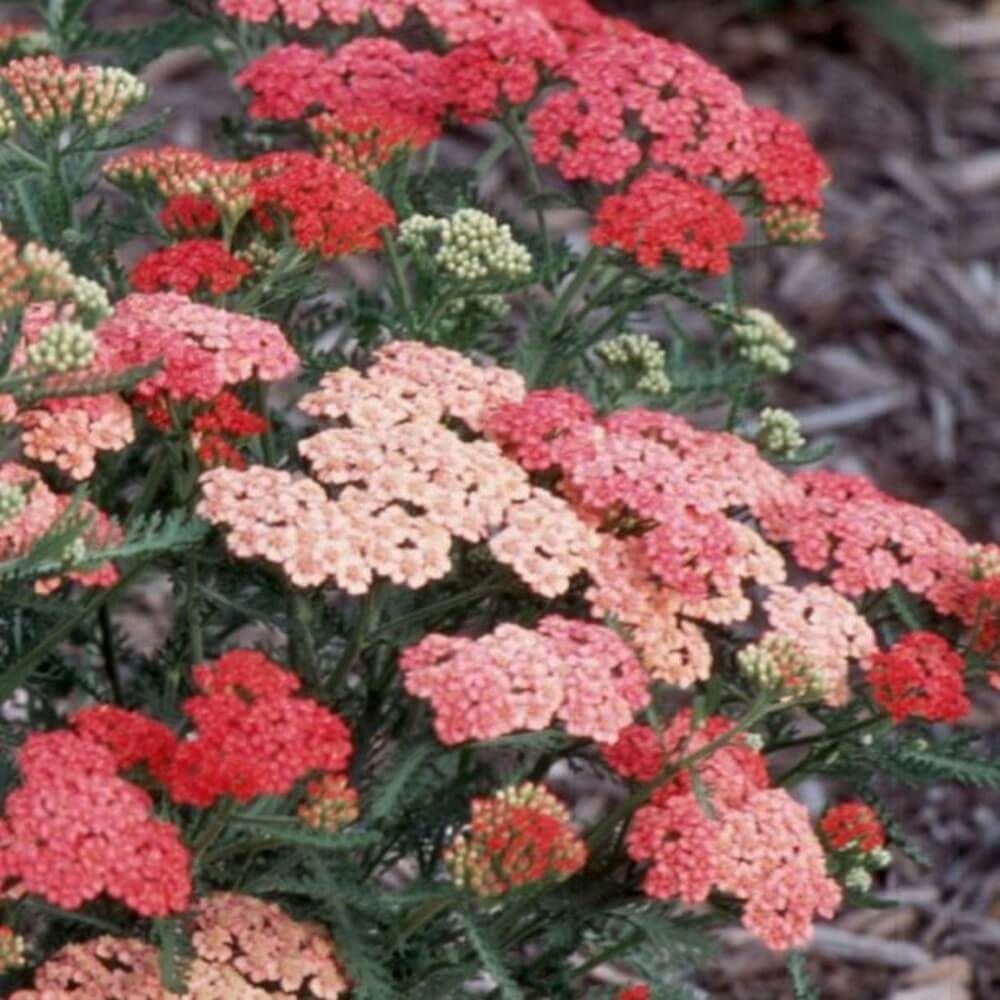 Schafgarbe (Achillea) Tutti Frutti Apricot Delight | Lichtnelke ...