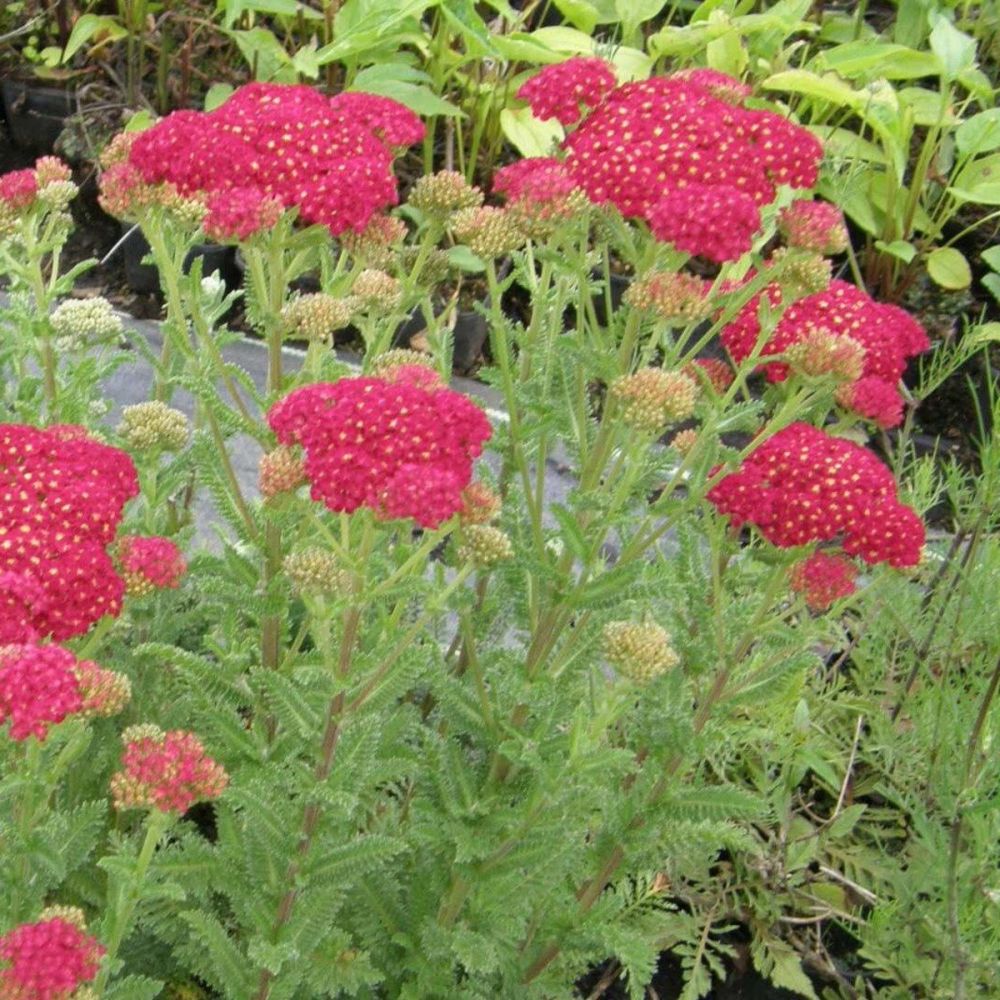 Schafgarbe (Achillea millefolium) Tutti Frutti POMEGRANATE | Lichtnelke ...