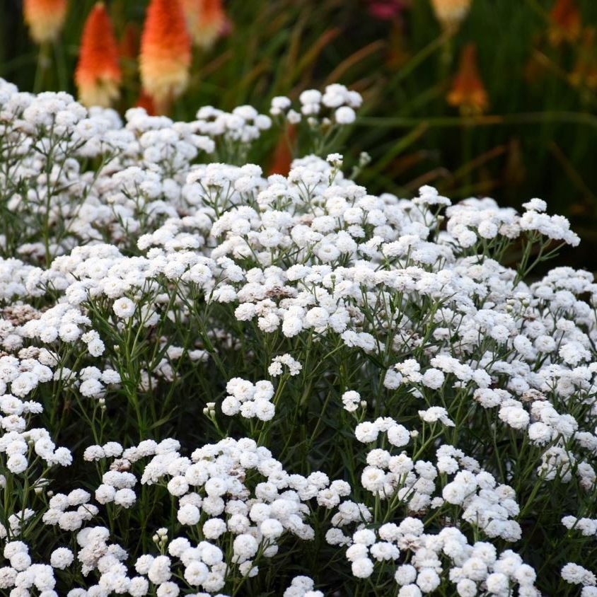 Bertramsgarbe (Achillea ptarmica) Peter Cottontail | Lichtnelke ...
