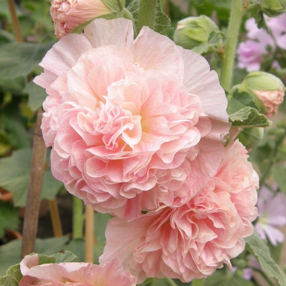 Stockrose (Alcea rosea plena) Chaters apricot | Lichtnelke Pflanzenversand