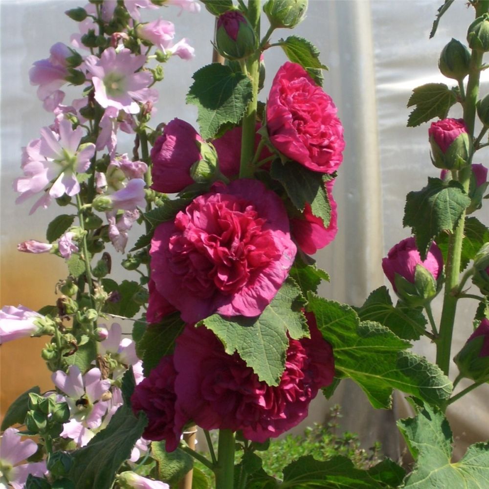 (Alcea rosea plena ) | Lichtnelke Pflanzenversand