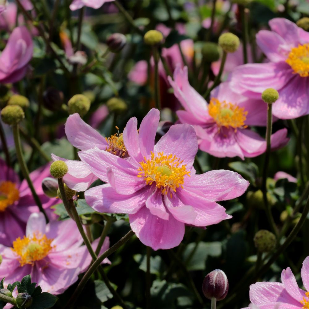 Anemone (Anemone) Summer Breeze | Lichtnelke Pflanzenversand