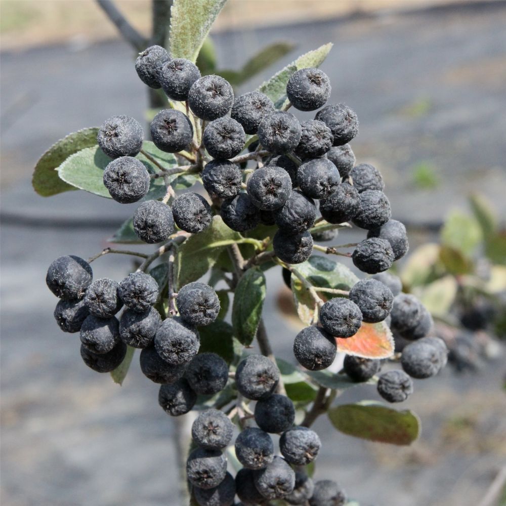 Apfelbeere (Aronia melanocarpa) Viking | Lichtnelke Pflanzenversand