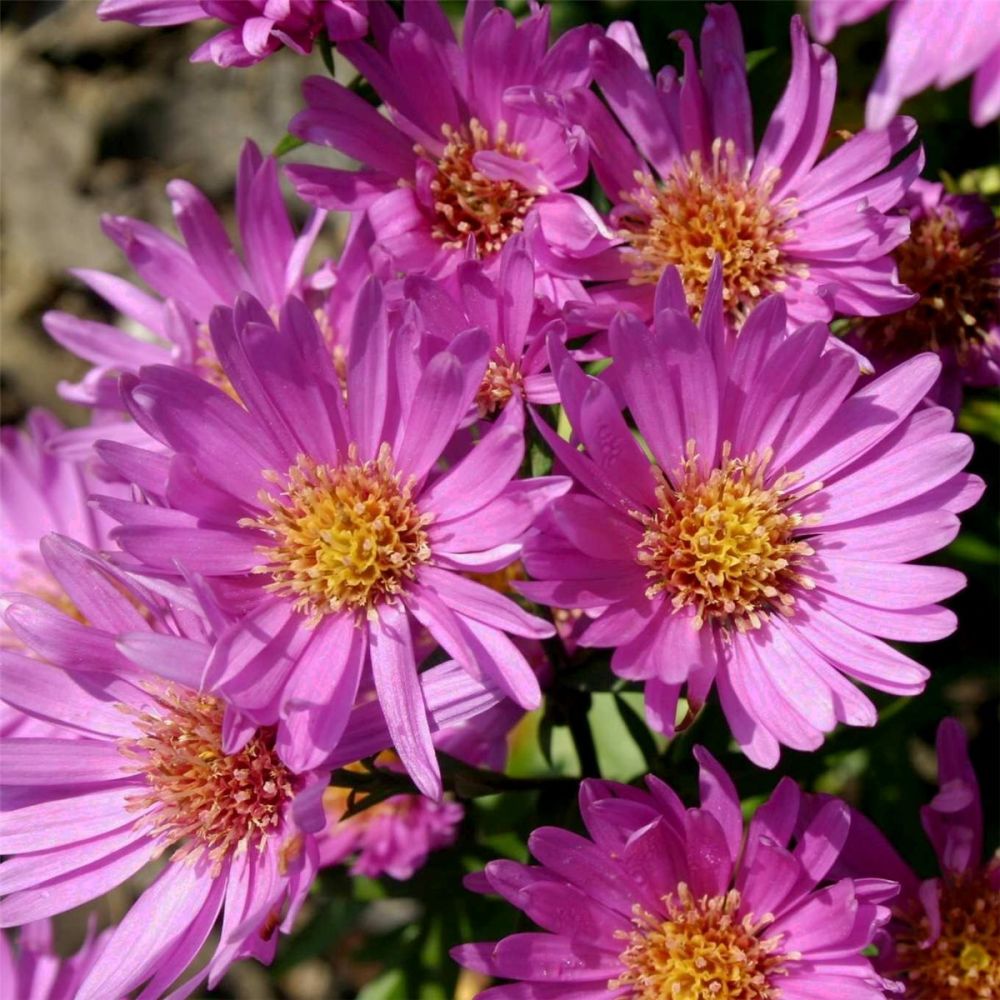 Kissenaster (Aster dumosus) Starlight | Lichtnelke Pflanzenversand