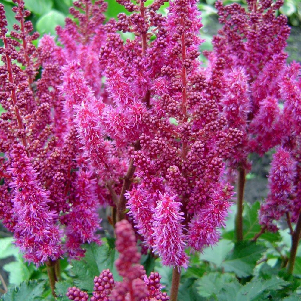 Prachtspiere (Astilbe chinensis) Purple Rain | Lichtnelke Pflanzenversand