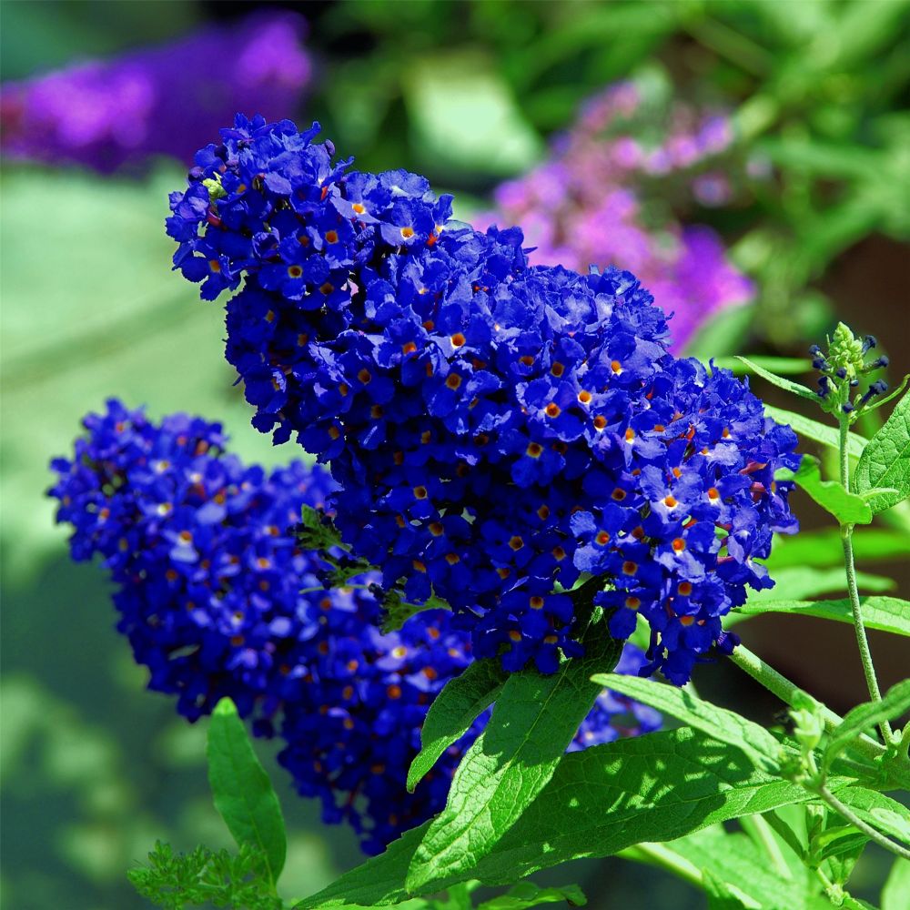 Zwerg-Schmetterlingsflieder (Buddleja davidii) BUZZ Midnight ...